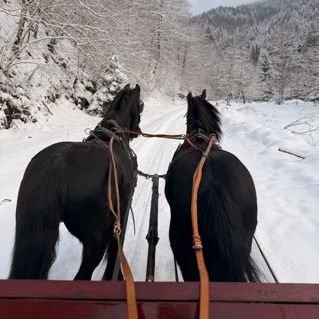 Carriage Ride – Popasul Craiului (Zarnesti). Horse-drawn Carriage Ride ...
